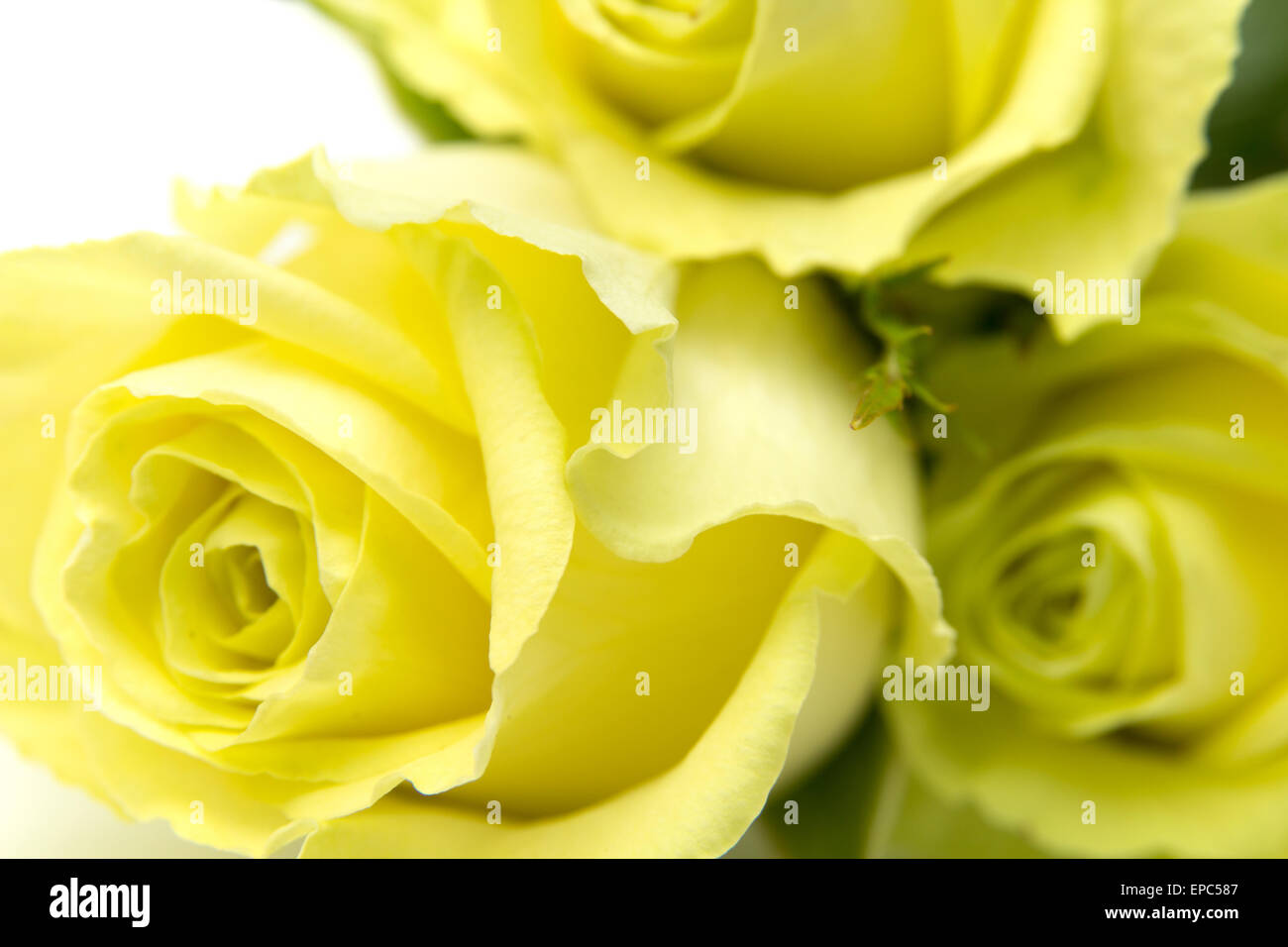 yellow-green rose flowers macro on white background Stock Photo - Alamy