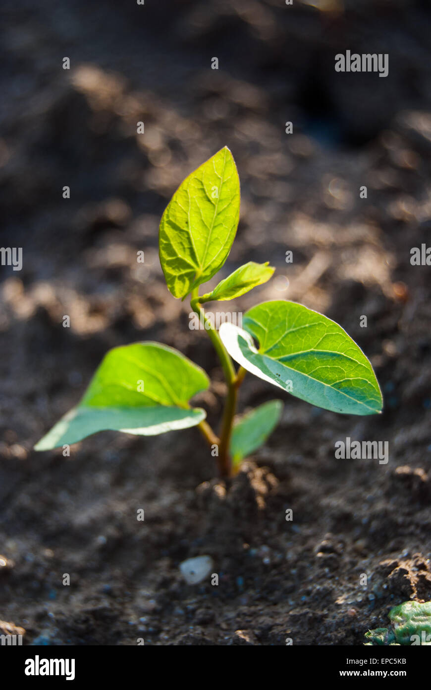 sprout in ground Stock Photo - Alamy
