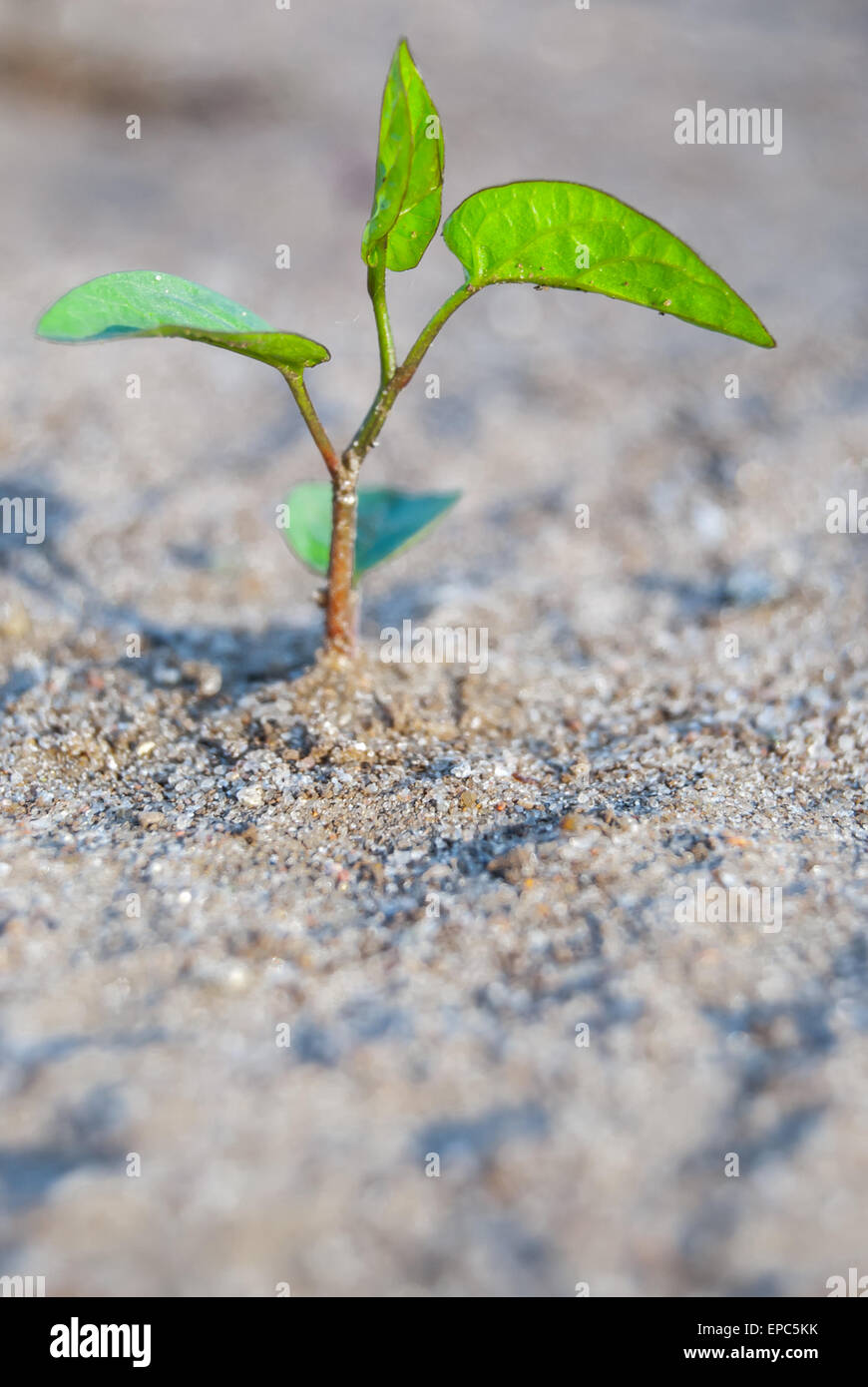 sprout in ground Stock Photo - Alamy