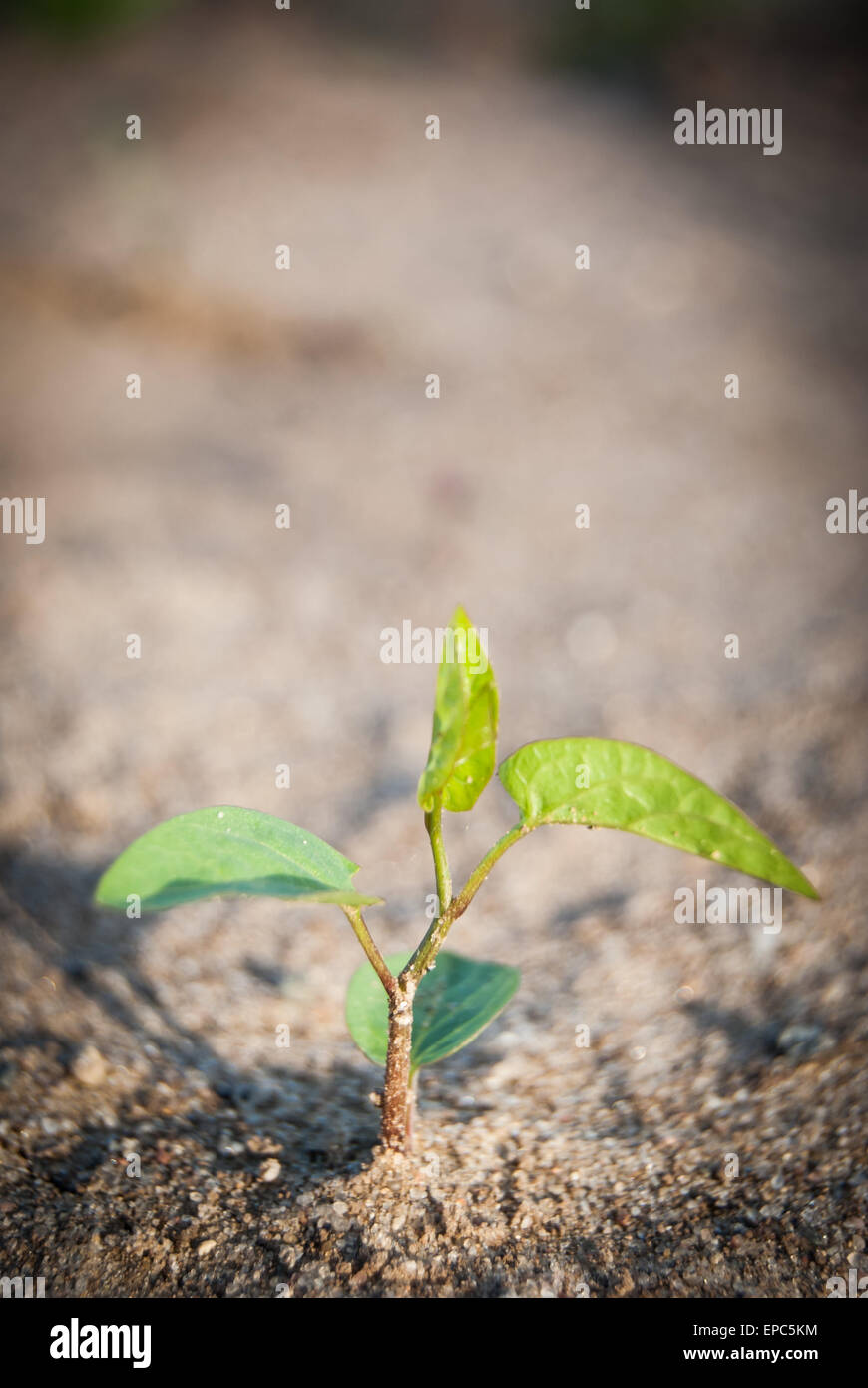 sprout in ground Stock Photo - Alamy