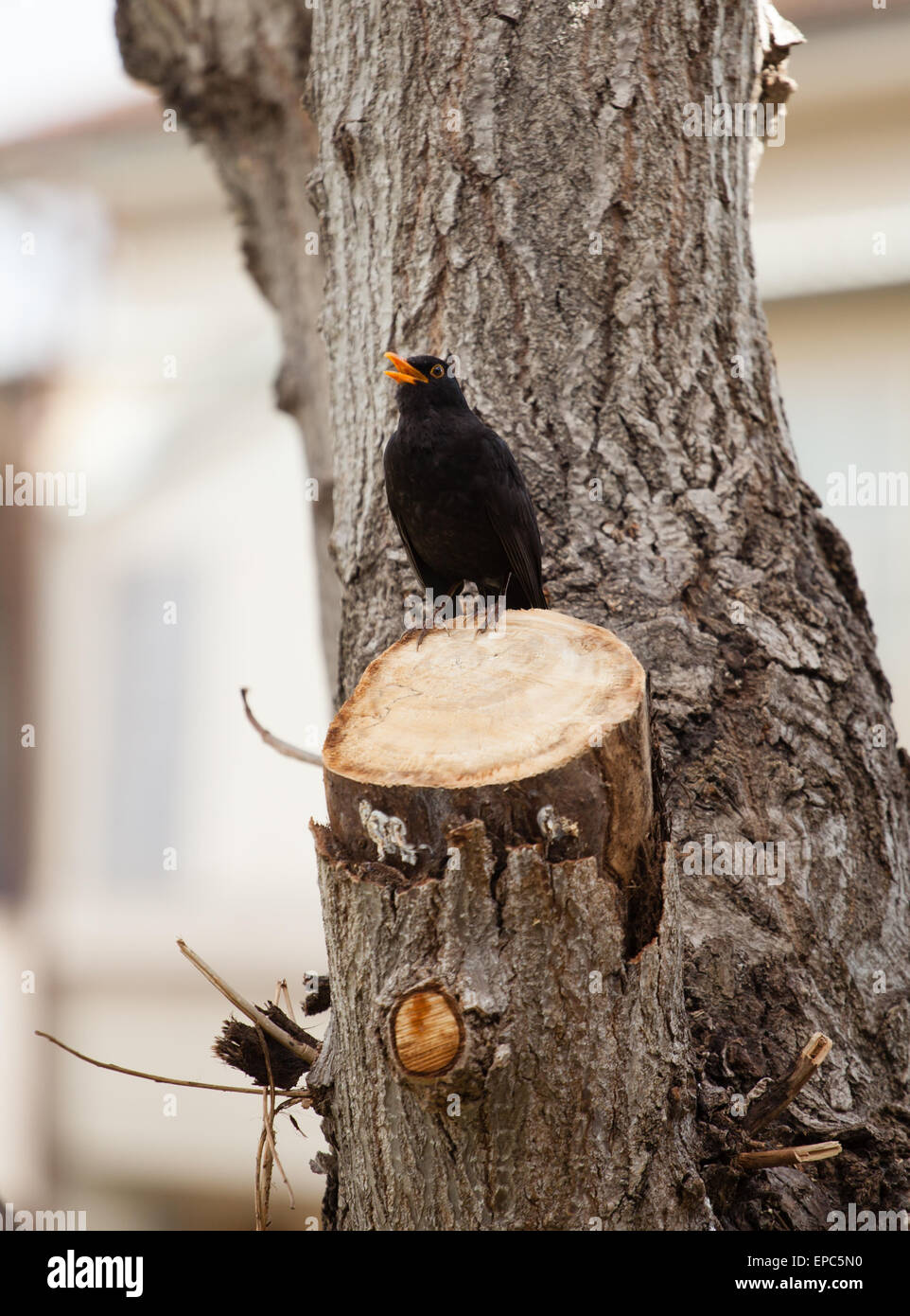 Merula merula hi-res stock photography and images - Alamy