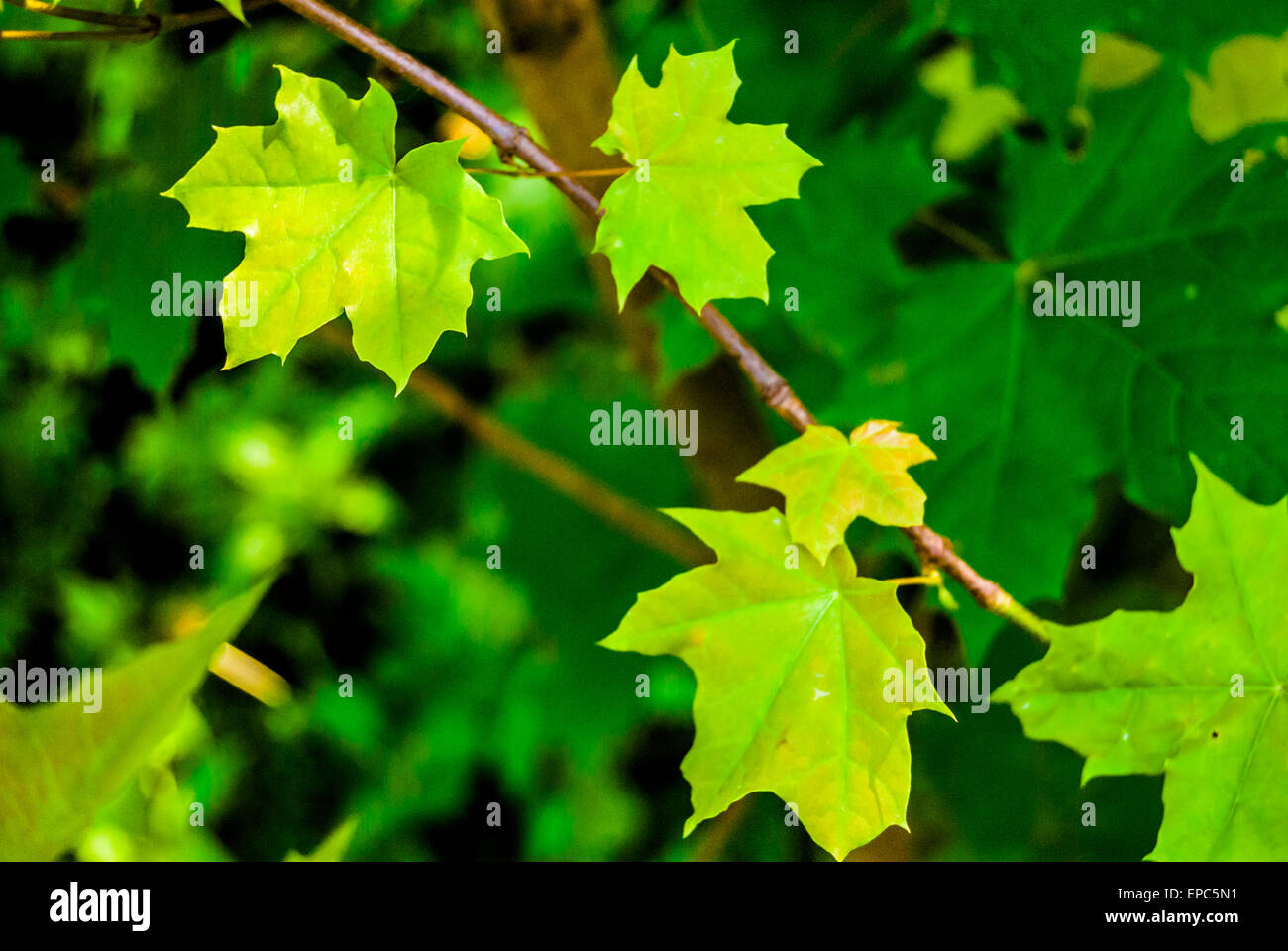young maple tree Stock Photo - Alamy