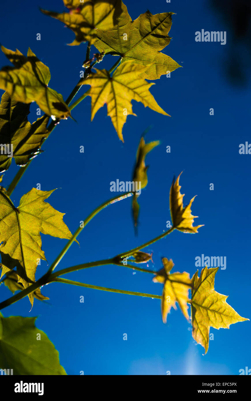 young maple tree Stock Photo - Alamy