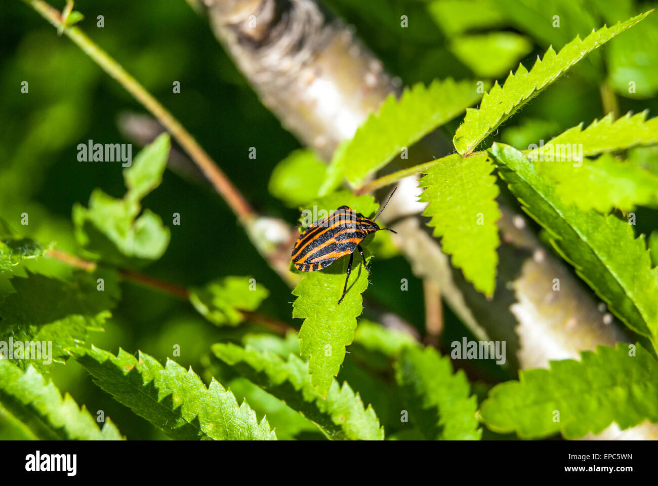 bedbug on flower Stock Photo - Alamy
