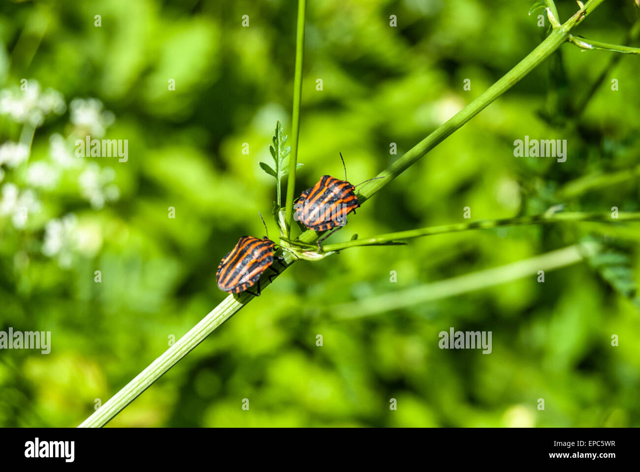 bedbug on flower Stock Photo - Alamy