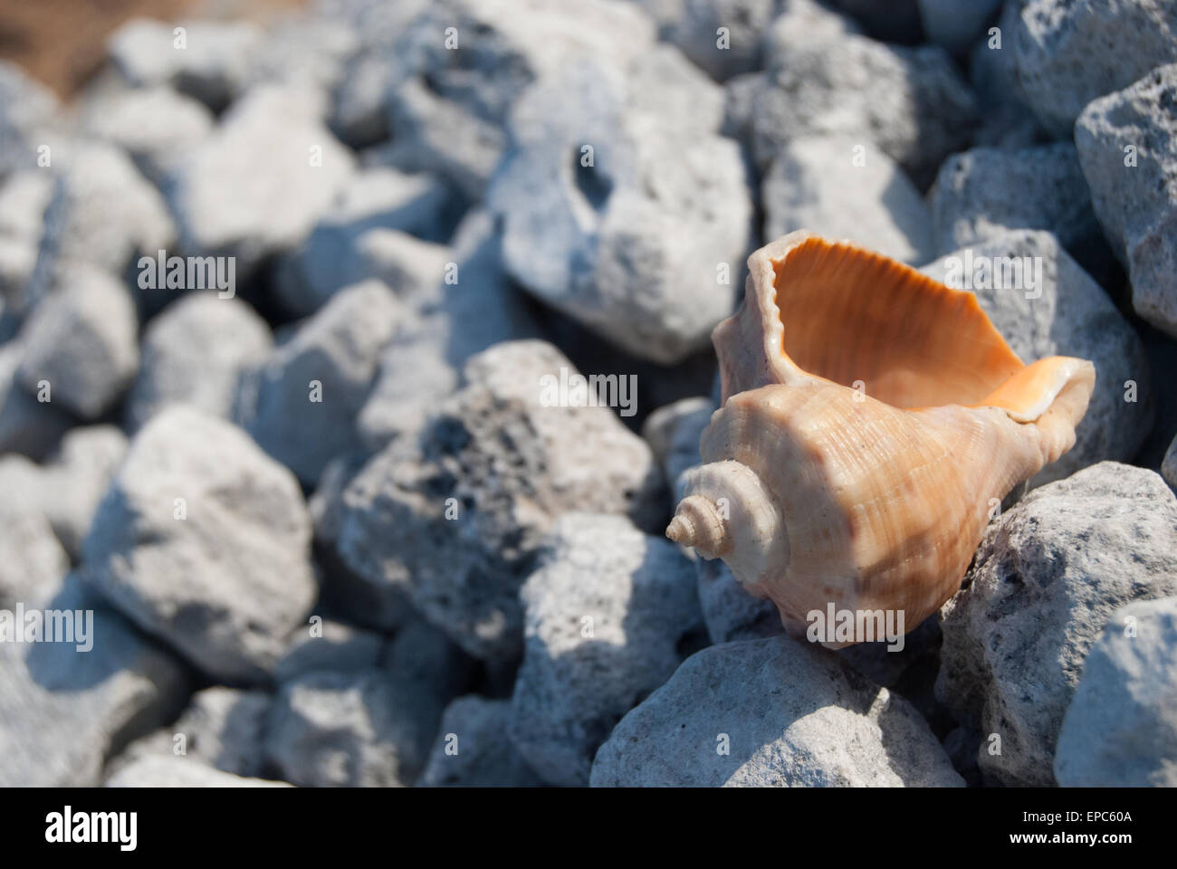 seashell on the beach Stock Photo - Alamy