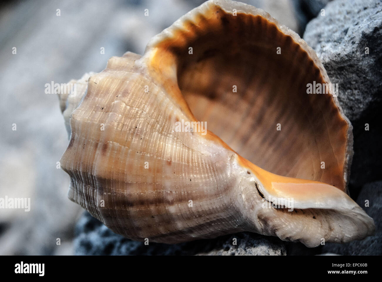 seashell on the beach Stock Photo - Alamy