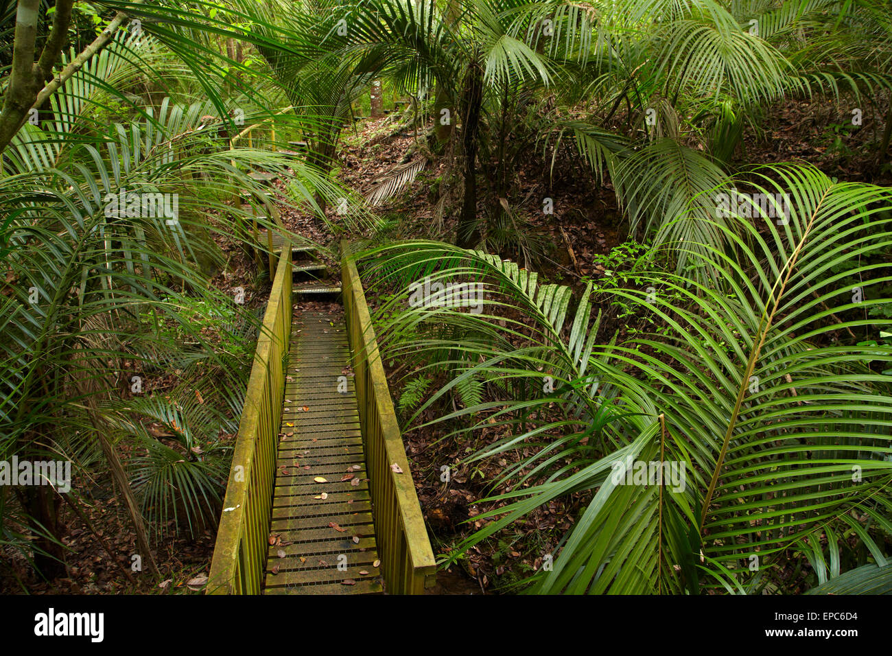 Tree nikau palm native hi-res stock photography and images - Alamy