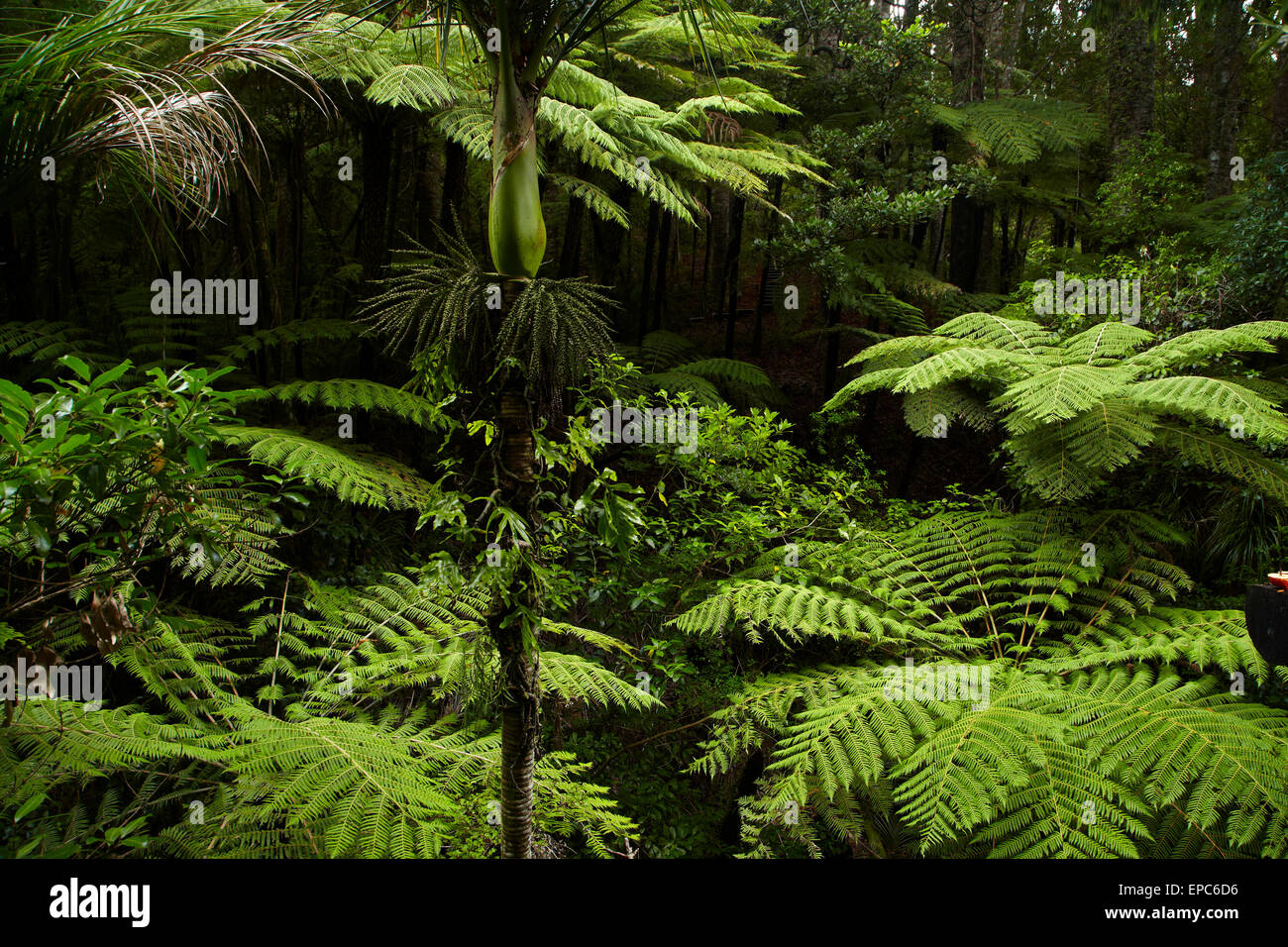 Tree ferns new zealand hi-res stock photography and images - Alamy