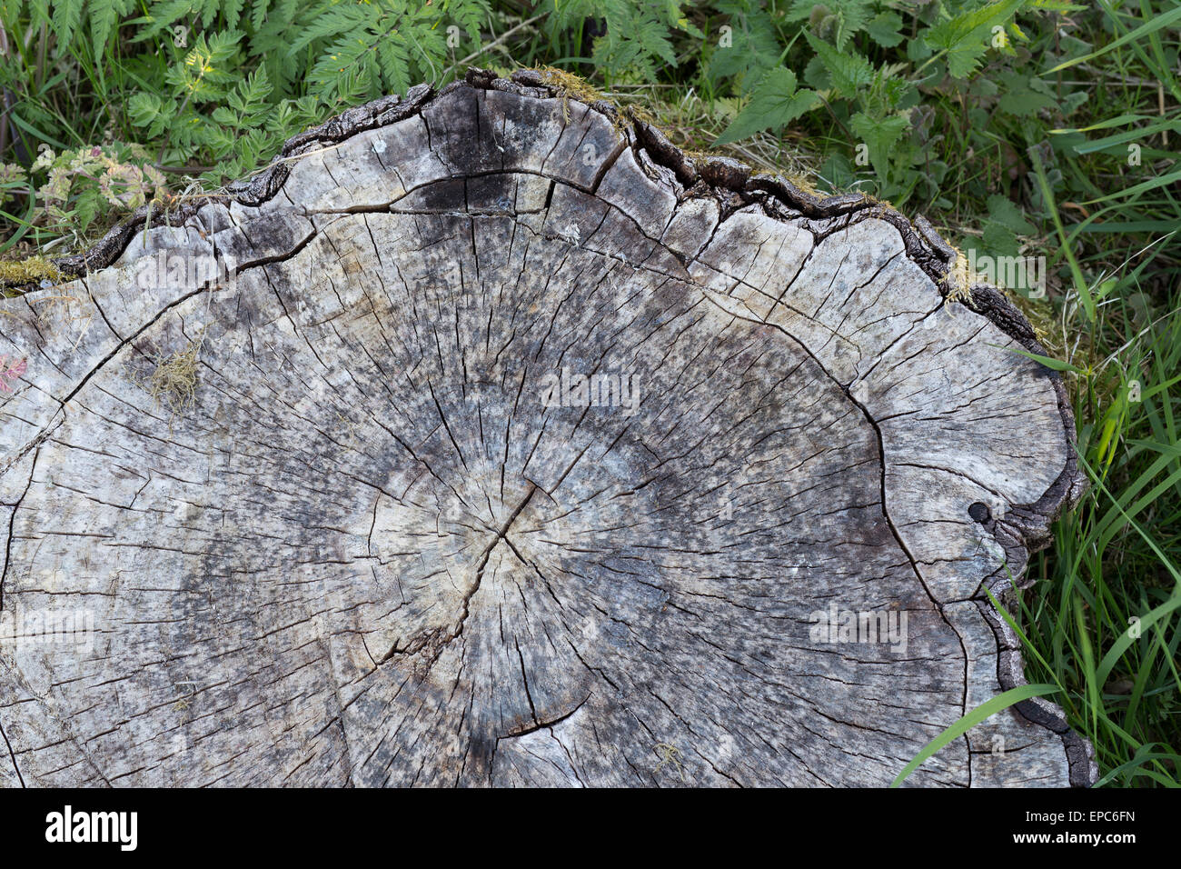 Old grey cross section of tree trunk surrounded with grass, green ...