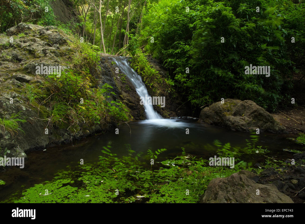Gran Canaria, nature reserve Barranco de Azuaje between Moya and Firgas ...