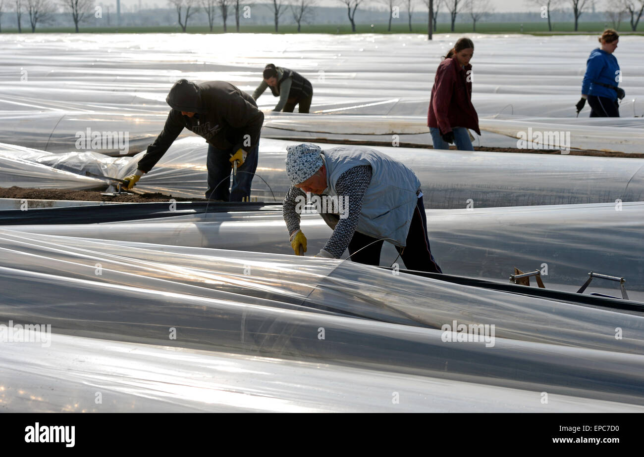 FILE - A file picture dated 23 April 2013 shows Polish harvest helpers ...
