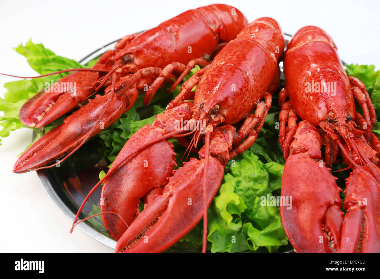 Lobster back hi-res stock photography and images - Alamy