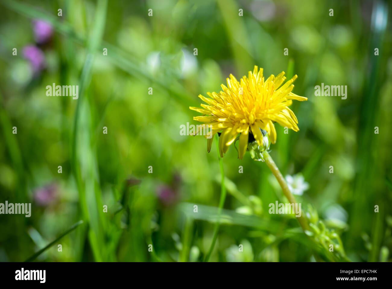 Isolated blooming dandelion flower Stock Photo - Alamy