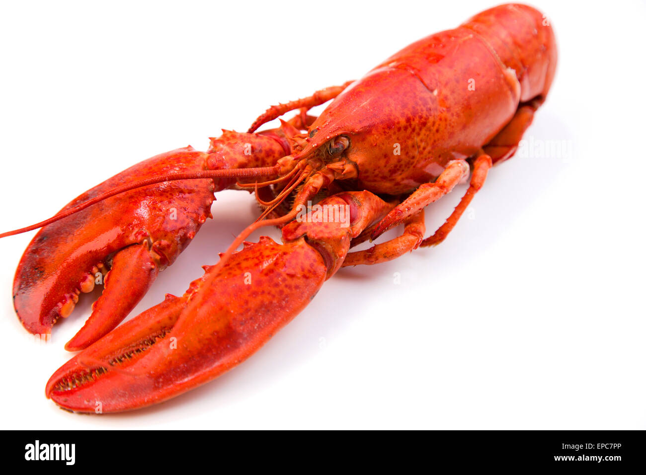 Lobster back Cut Out Stock Images & Pictures - Alamy
