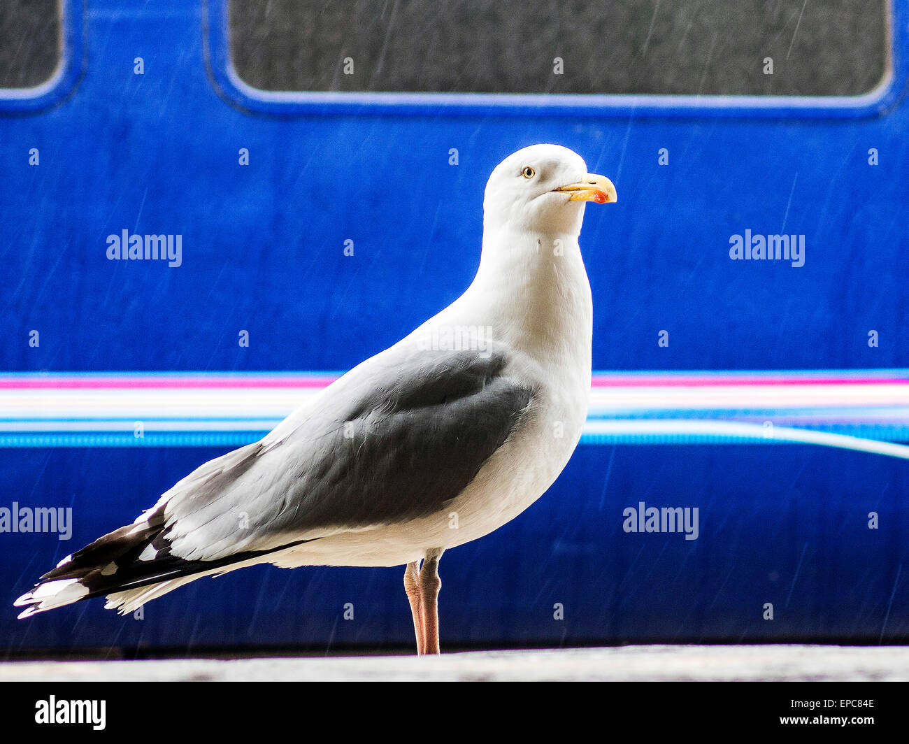 South west train on platform hi-res stock photography and images - Alamy