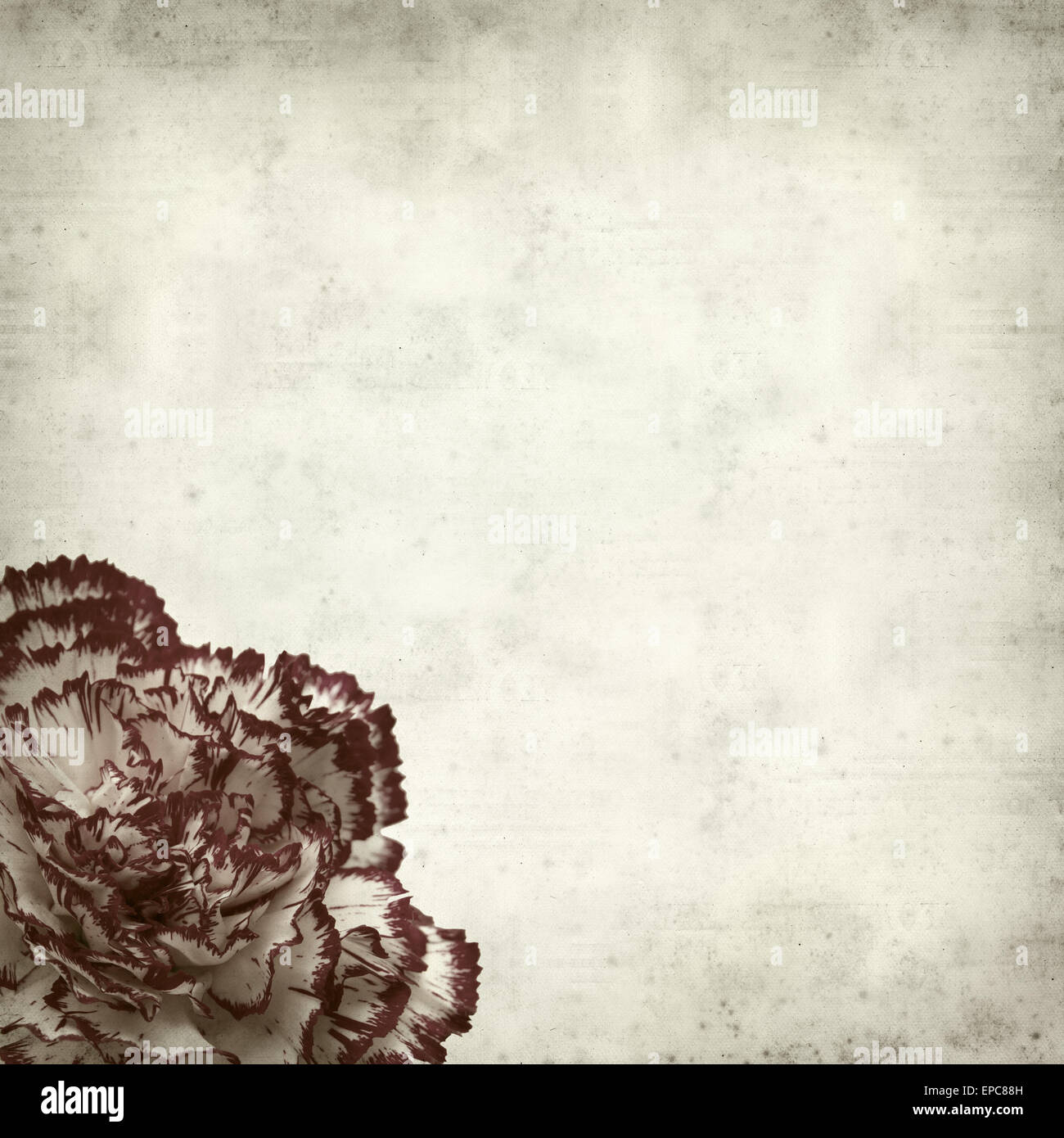 textured old paper background with variegated carnation flower Stock ...