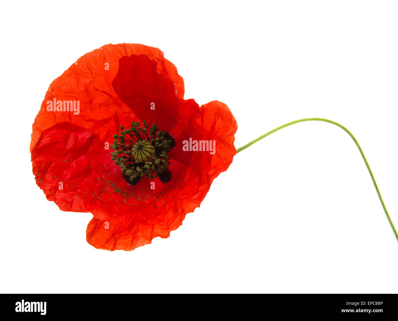 Bright red poppy, opening flower isolated on white background Stock ...