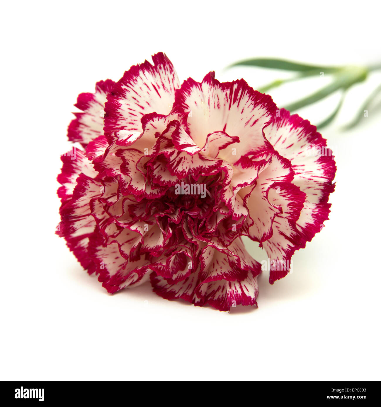 vareigated carnation flowers isolated on white background Stock Photo ...