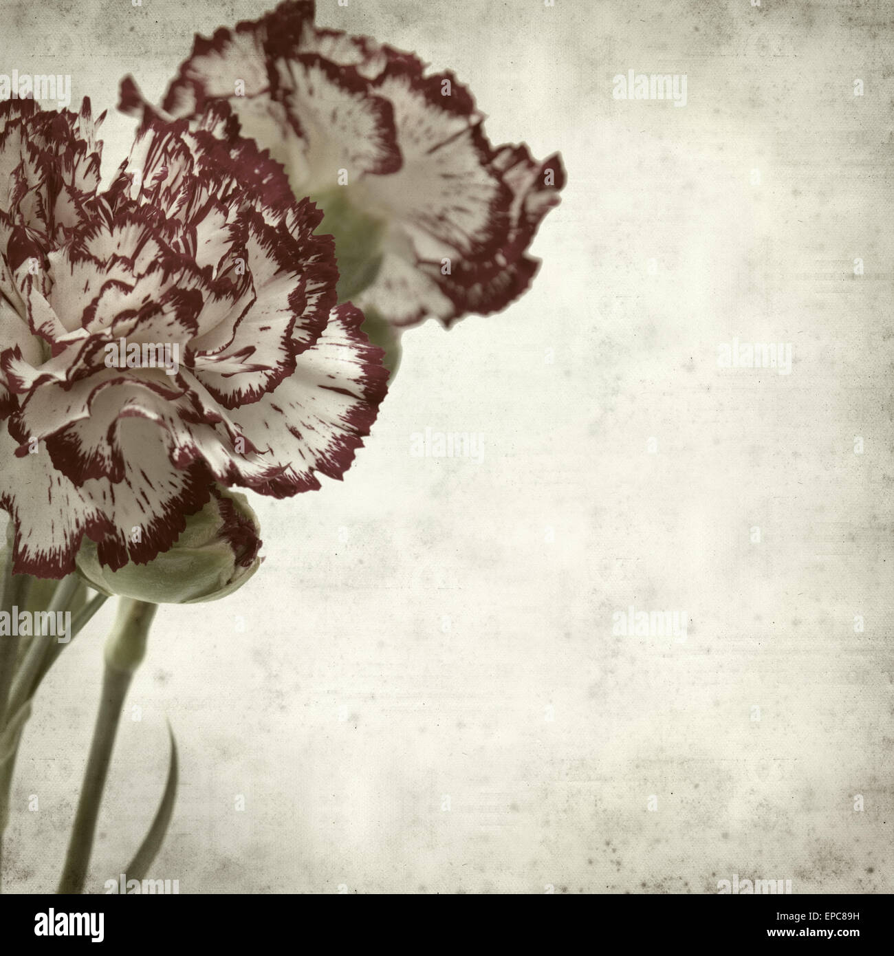 textured old paper background with variegated carnation flower Stock ...
