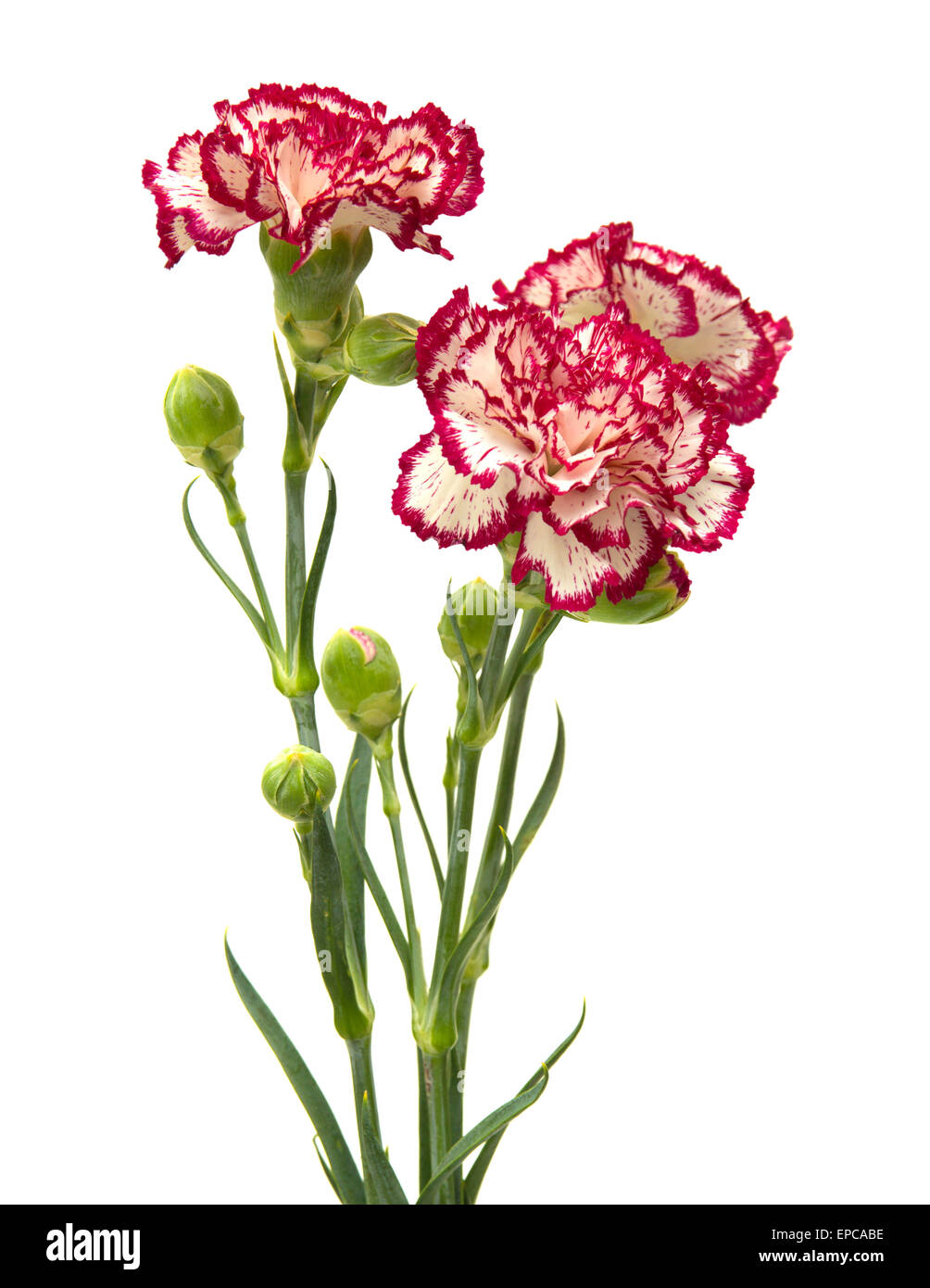 vareigated carnation flowers isolated on white background Stock Photo ...