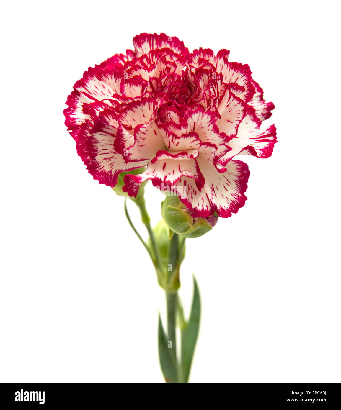 vareigated carnation flowers isolated on white background Stock Photo ...
