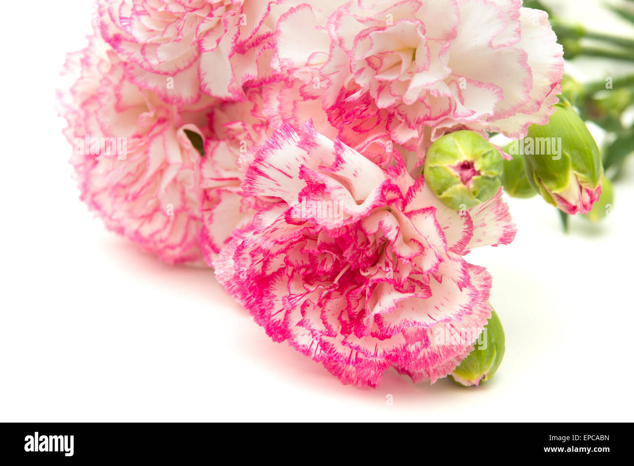 vareigated carnation flowers isolated on white background Stock Photo ...