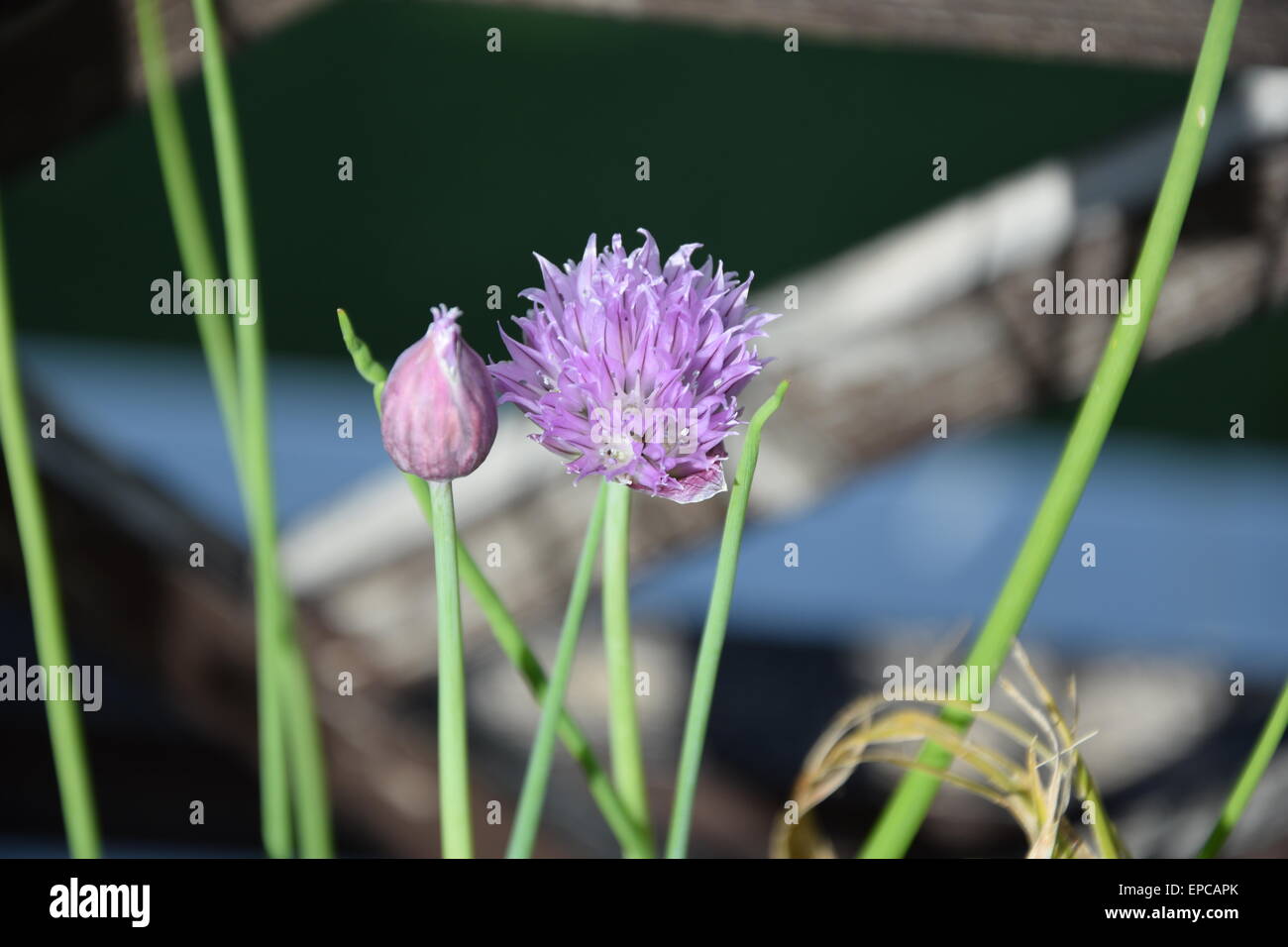 Chive chives hi-res stock photography and images - Alamy