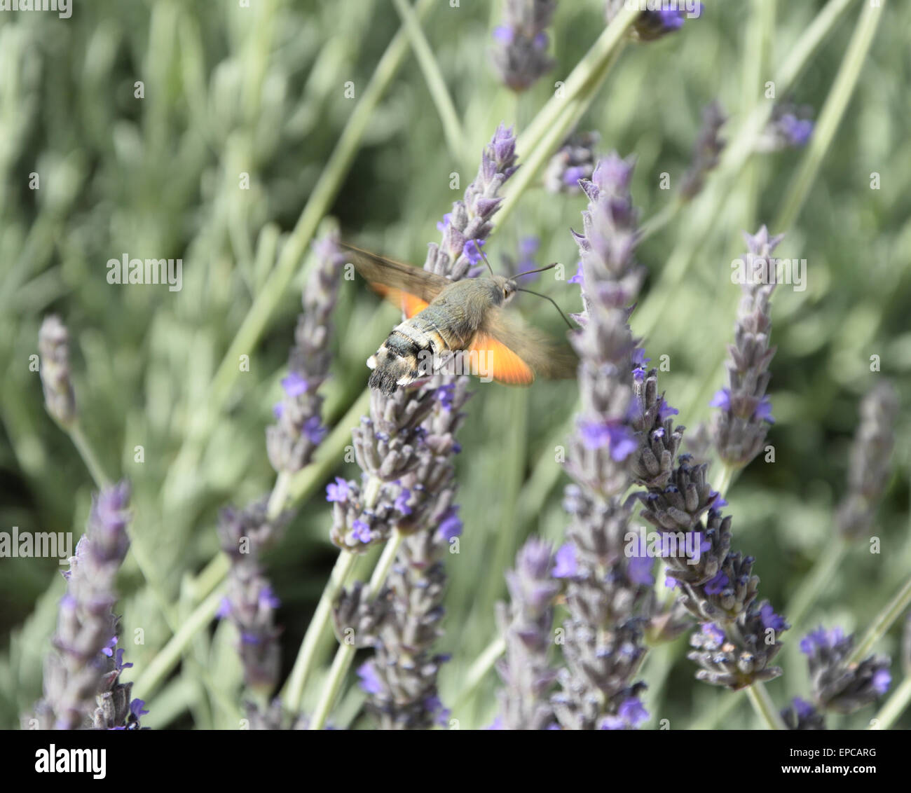 Hummingbird moth on Lavender Stock Photo - Alamy