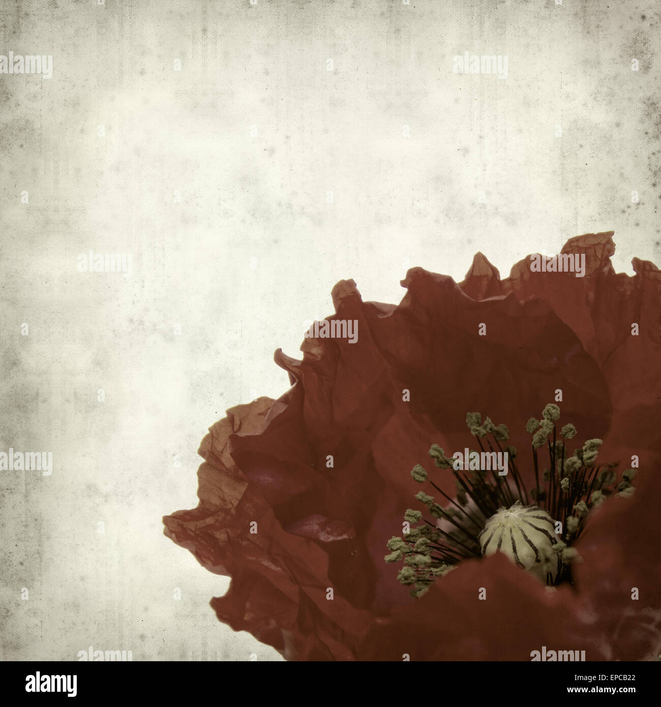 textured old paper background with bright red poppy flower Stock Photo ...