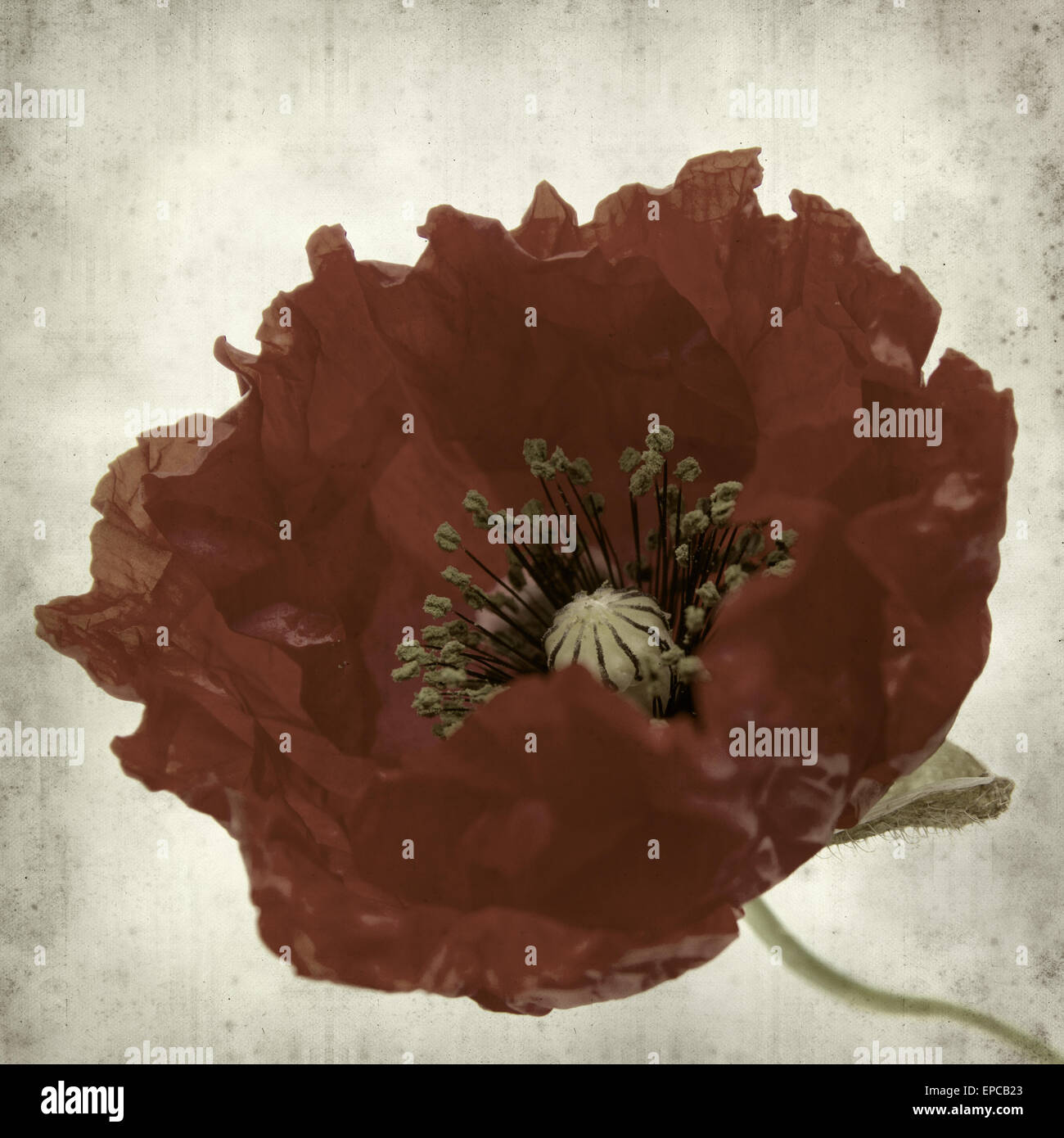 textured old paper background with bright red poppy flower Stock Photo ...