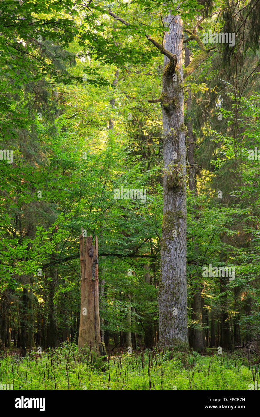 English oak at sunset hi-res stock photography and images - Alamy