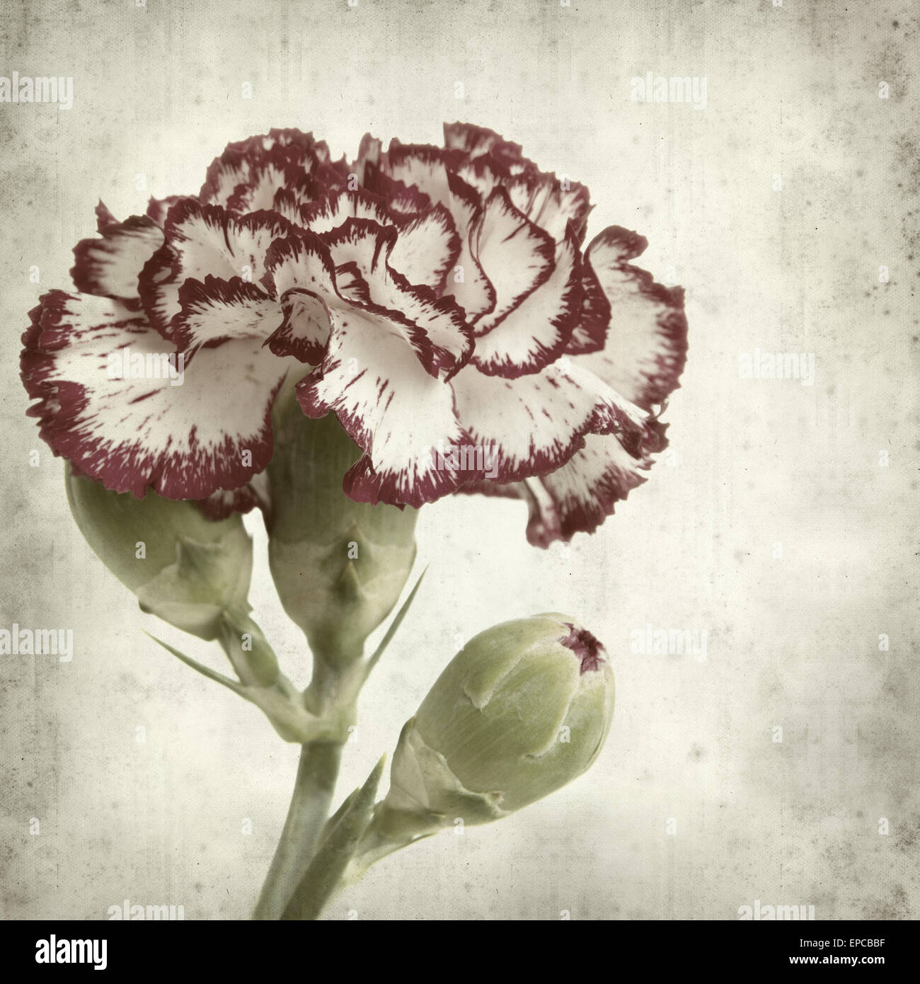 textured old paper background with variegated carnation flower Stock ...