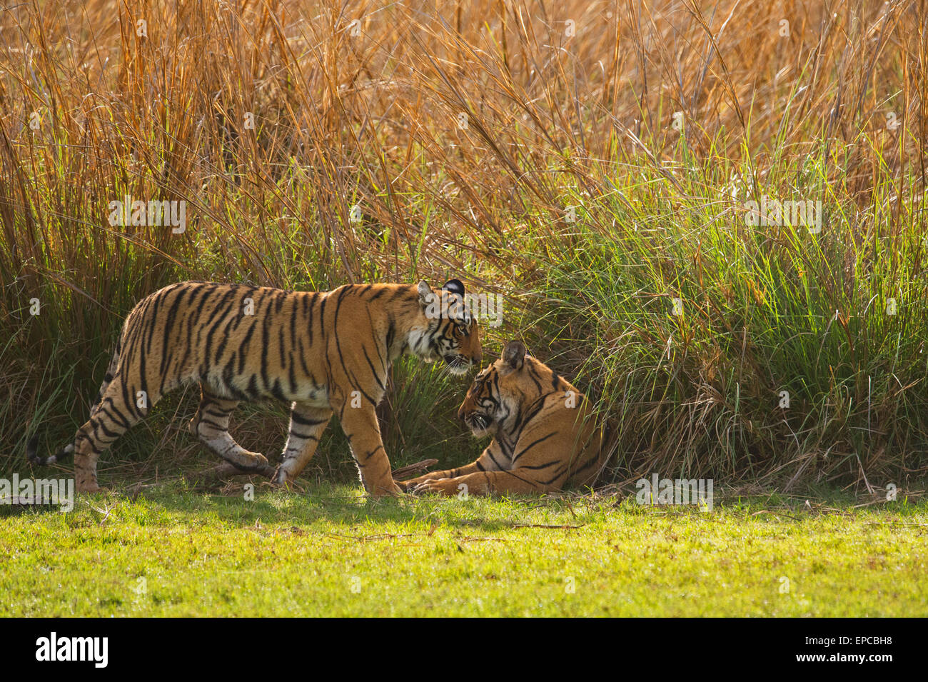 Backlit Wild Bengal Tiger mother with a young sub adult cub in the ...