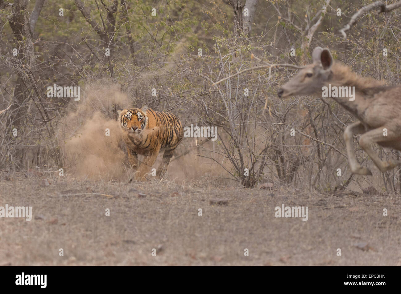 Tiger Chasing Deer