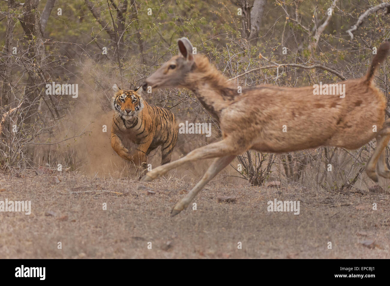 Tiger hunt hi-res stock photography and images - Alamy