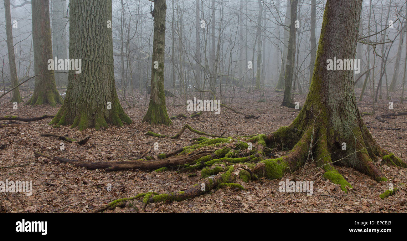 Old oak and spruce in autumnal deciduous stand of Bialowieza Forest in ...