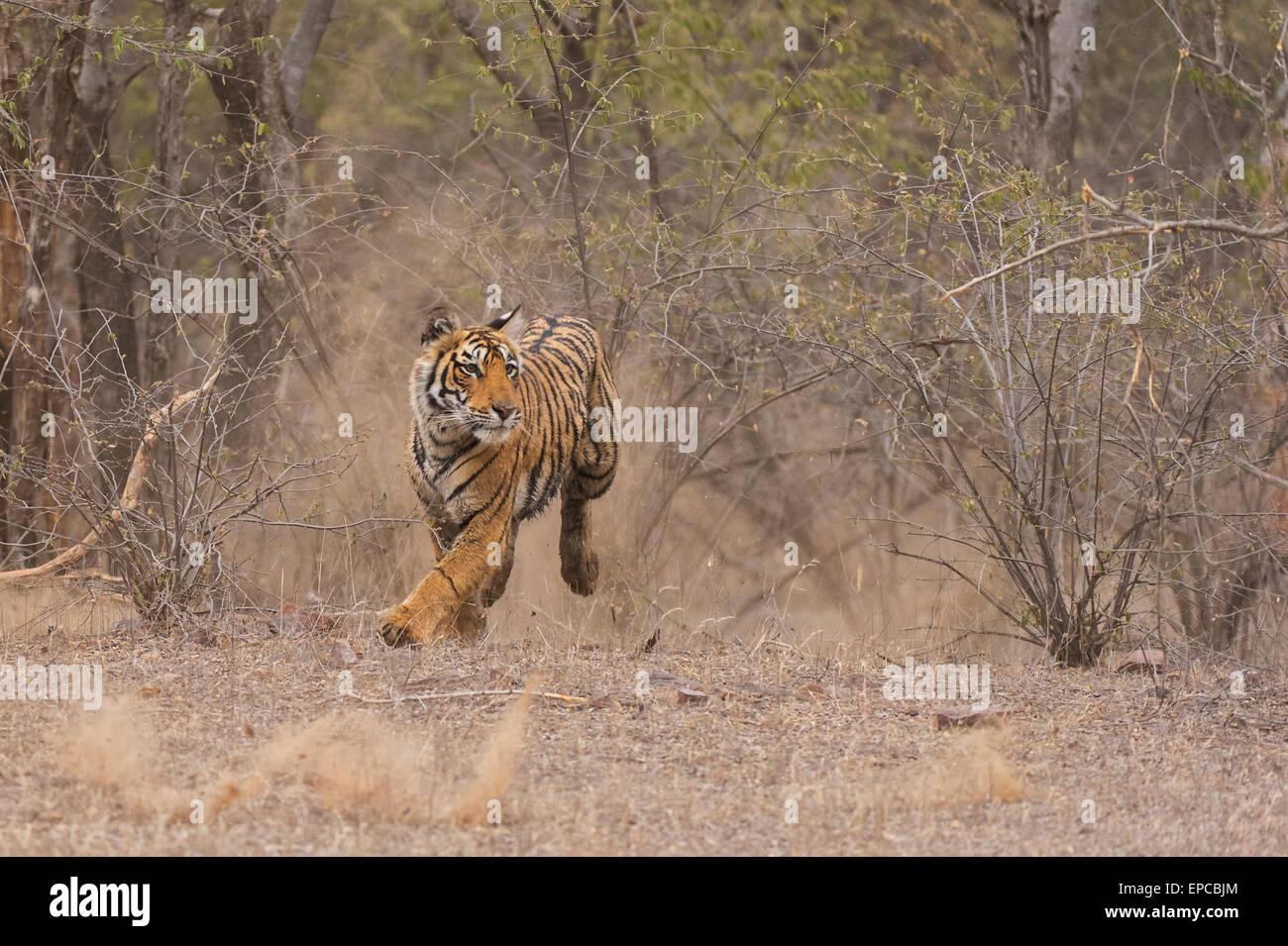 Bengal tiger hunting hi-res stock photography and images - Alamy