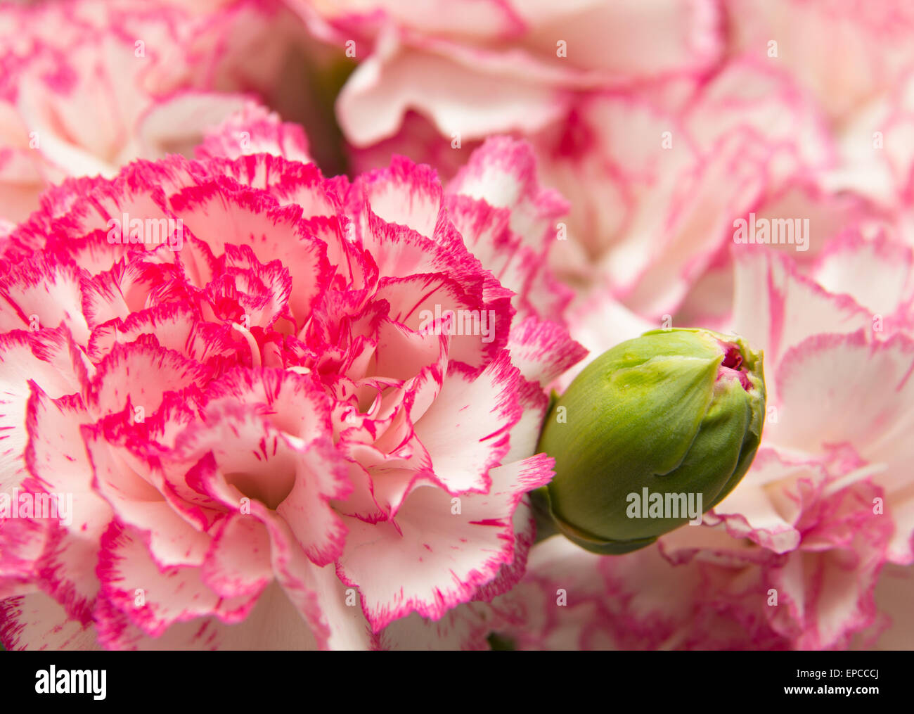 vareigated carnation flowers natural floral background Stock Photo - Alamy