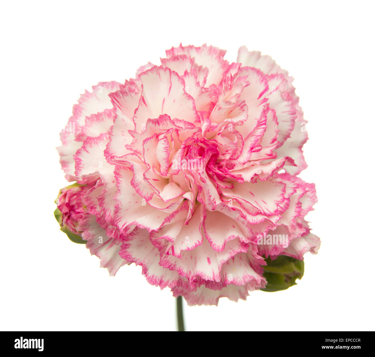 vareigated carnation flowers isolated on white background Stock Photo ...