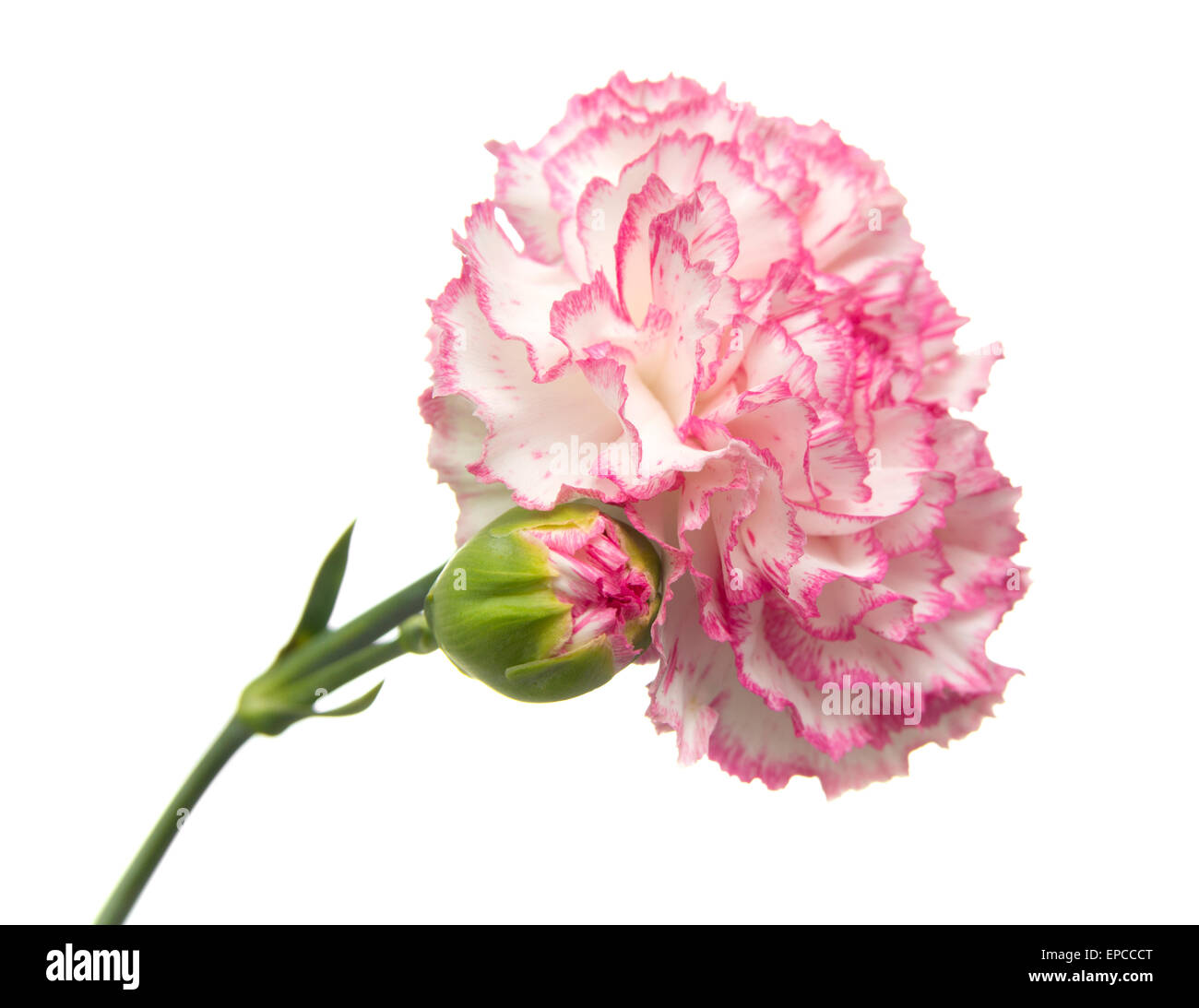vareigated carnation flowers isolated on white background Stock Photo ...
