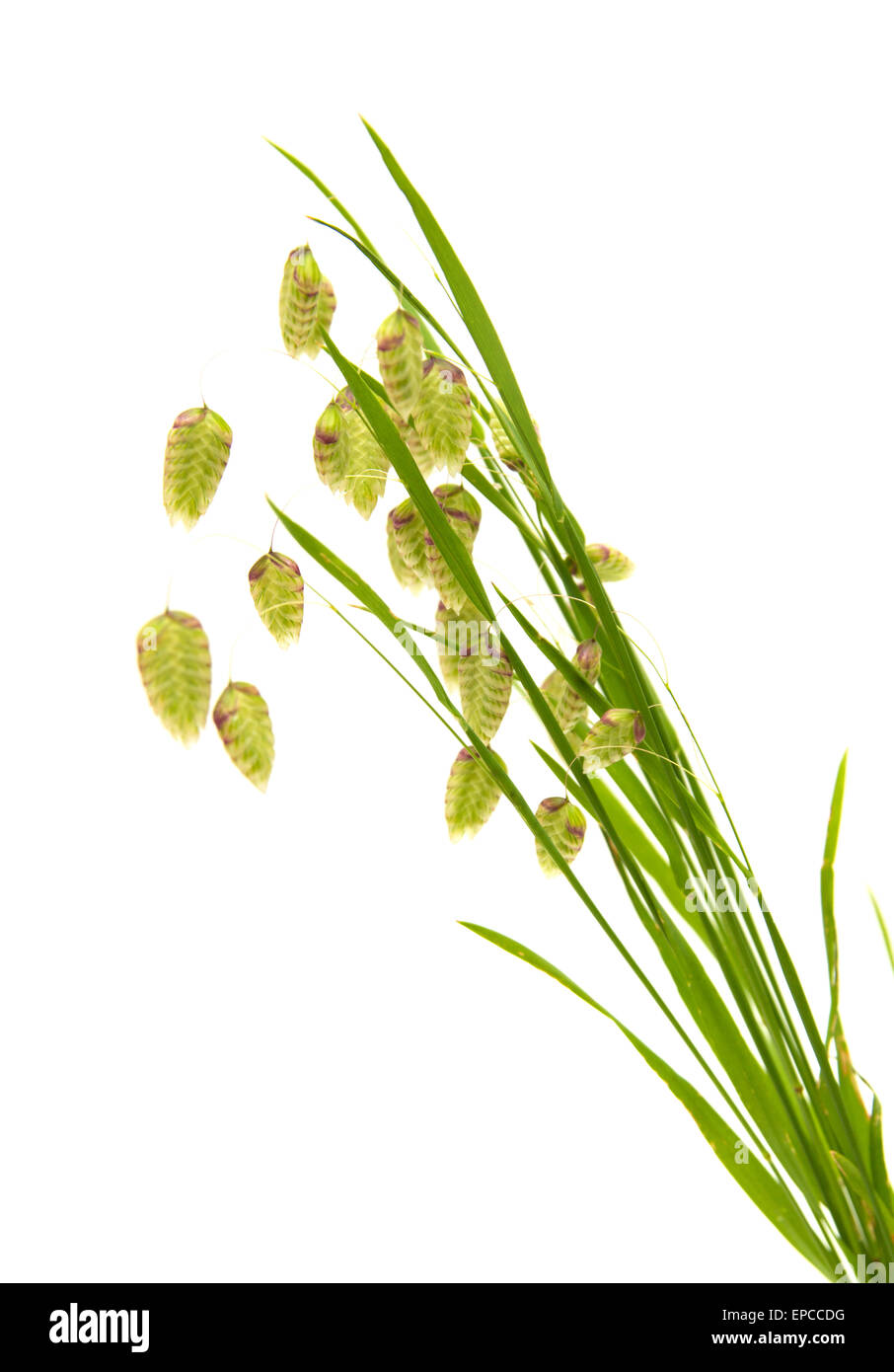 Briza, quacking grass, green seedheads isolated on white Stock Photo ...