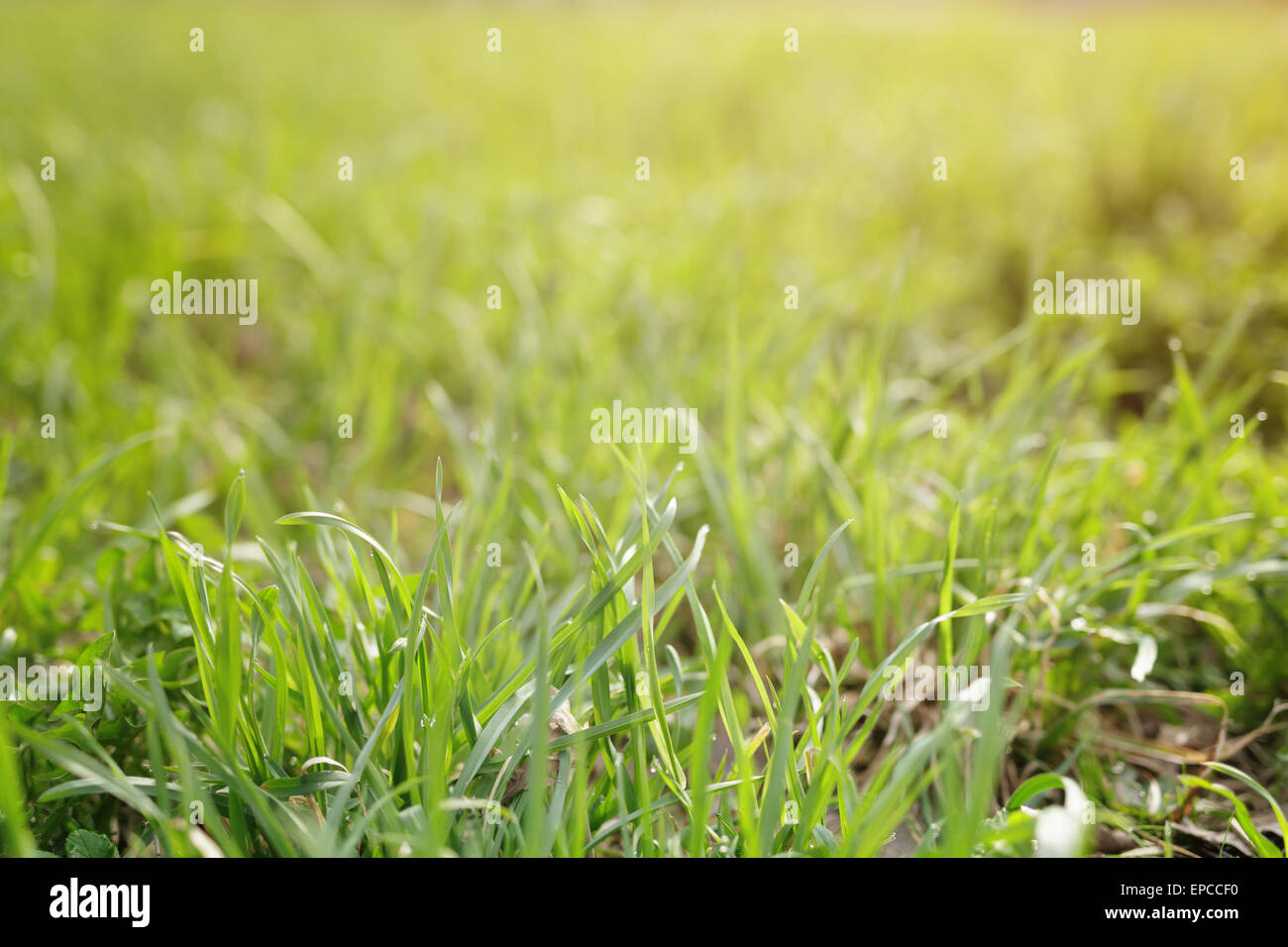 Grass lawn courtyard hi-res stock photography and images - Alamy