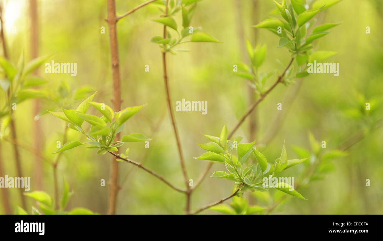 closeup lilac buds in spring, sunny photo Stock Photo - Alamy