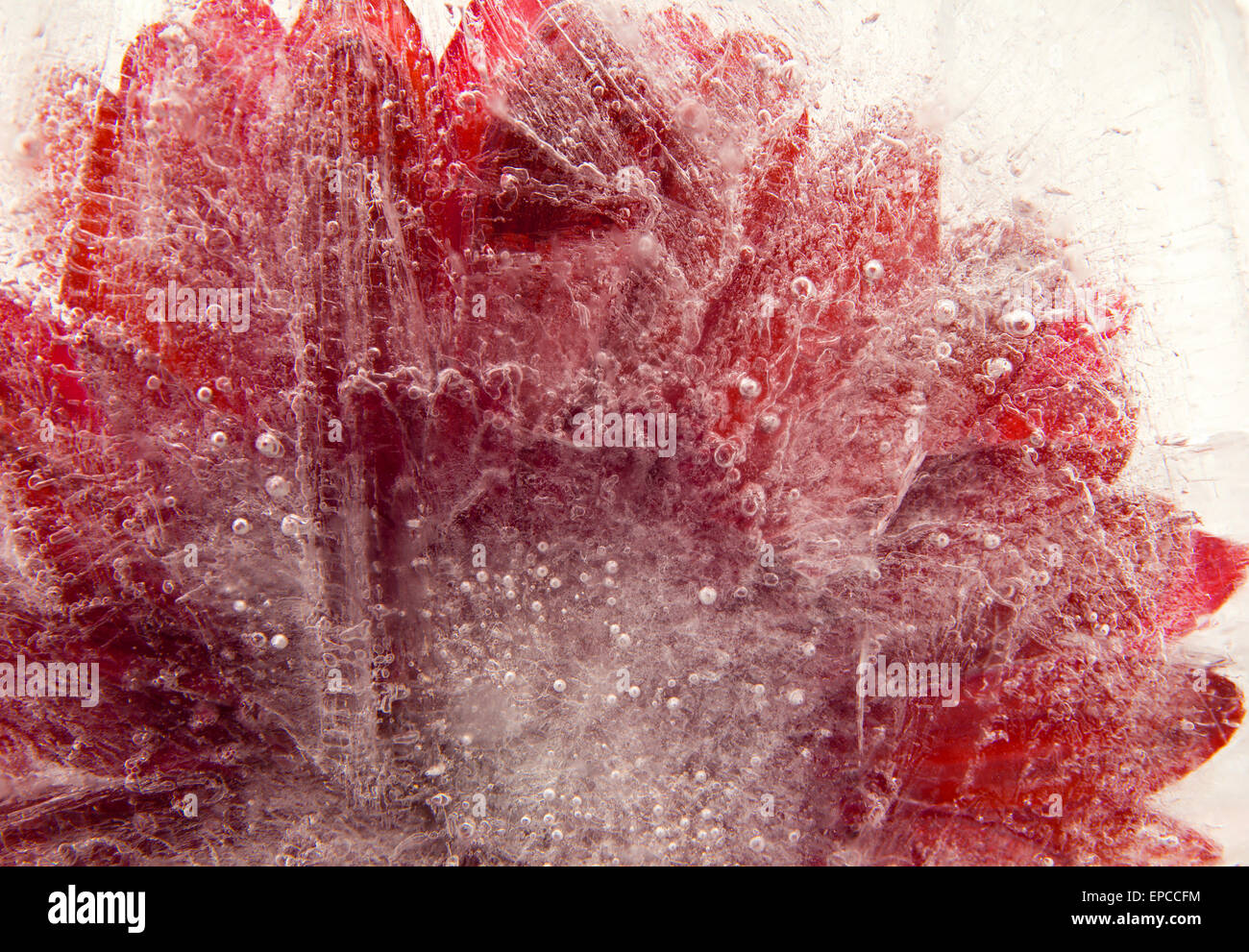 frozen flora - red gerbera flower frozen into a block of ice Stock ...