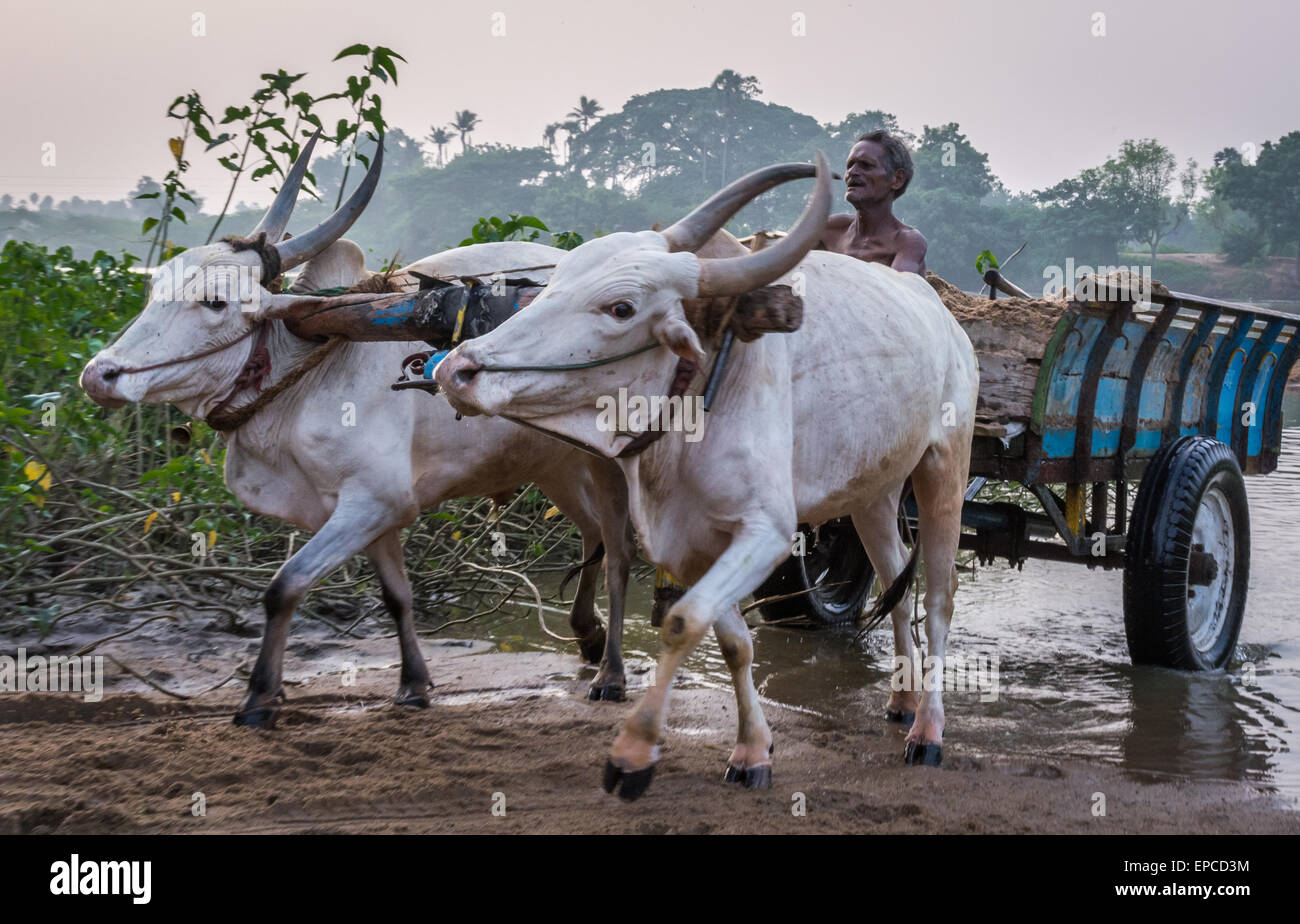 Bullocks pulling cart hi-res stock photography and images - Alamy