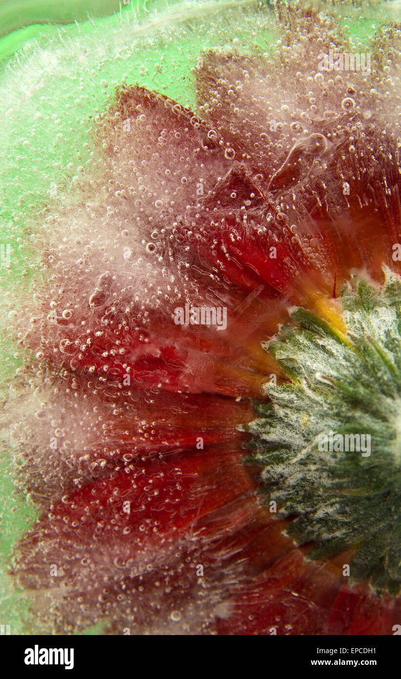 frozen flora - red gerbera flower frozen into a block of ice Stock ...