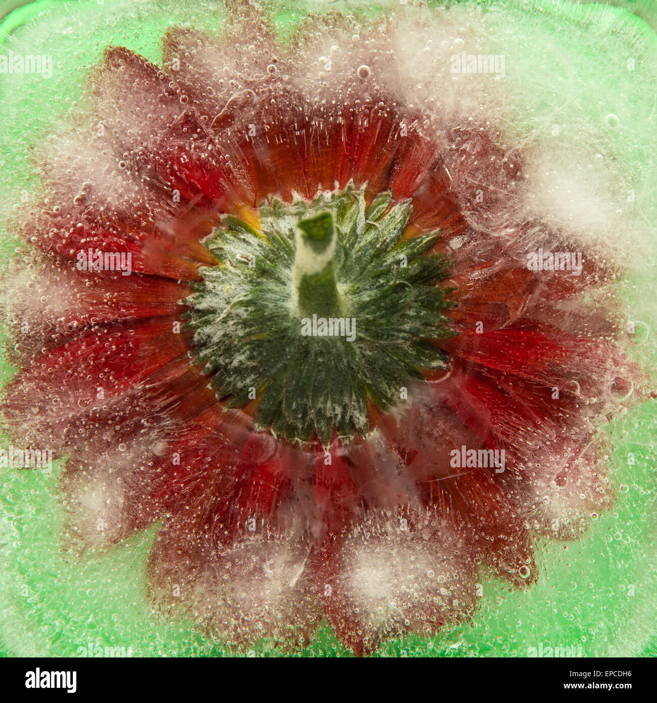 frozen flora - red gerbera flower frozen into a block of ice Stock ...