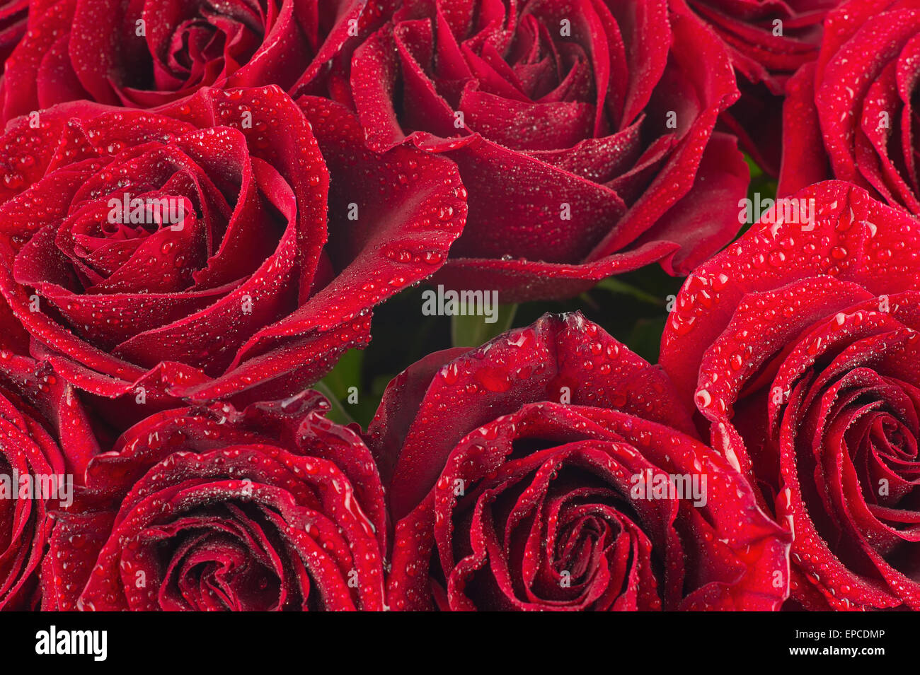 Bouquet of blossoming dark red roses. For use as natural red roses ...