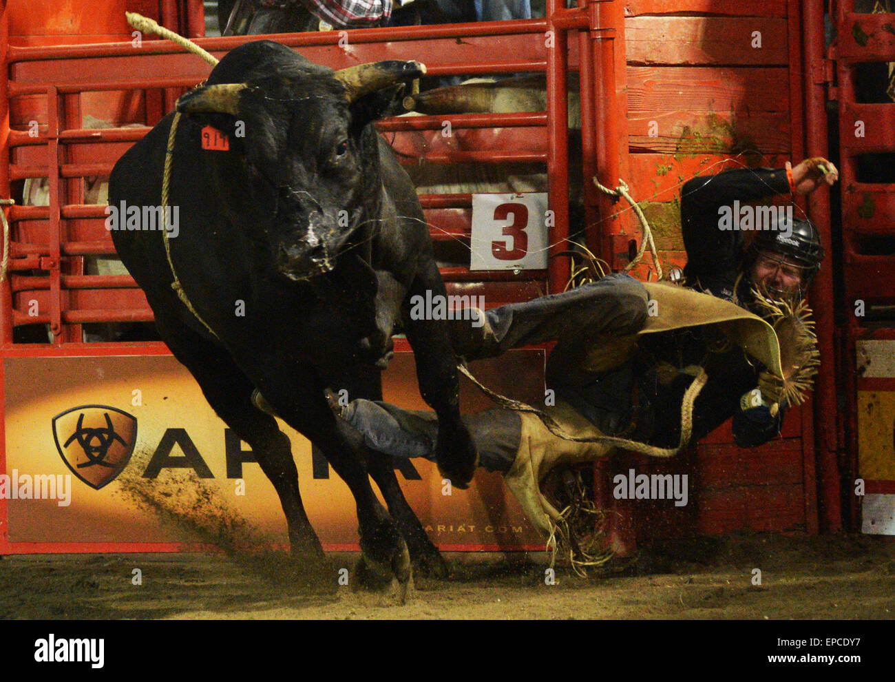 Steve bull hi-res stock photography and images - Alamy